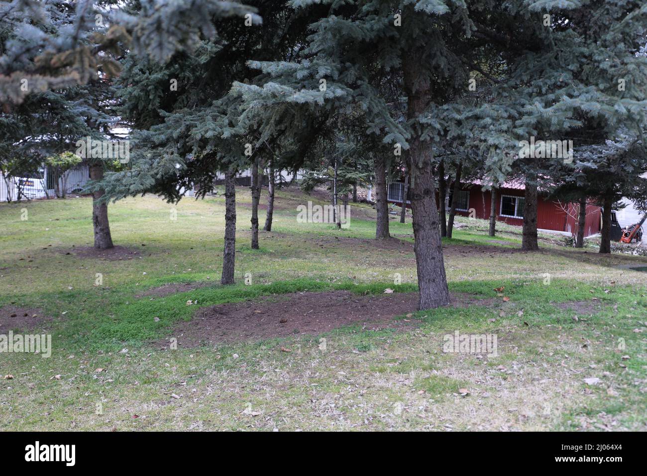 Nature Landscape Park Trees Birds Background Stock Photo - Alamy