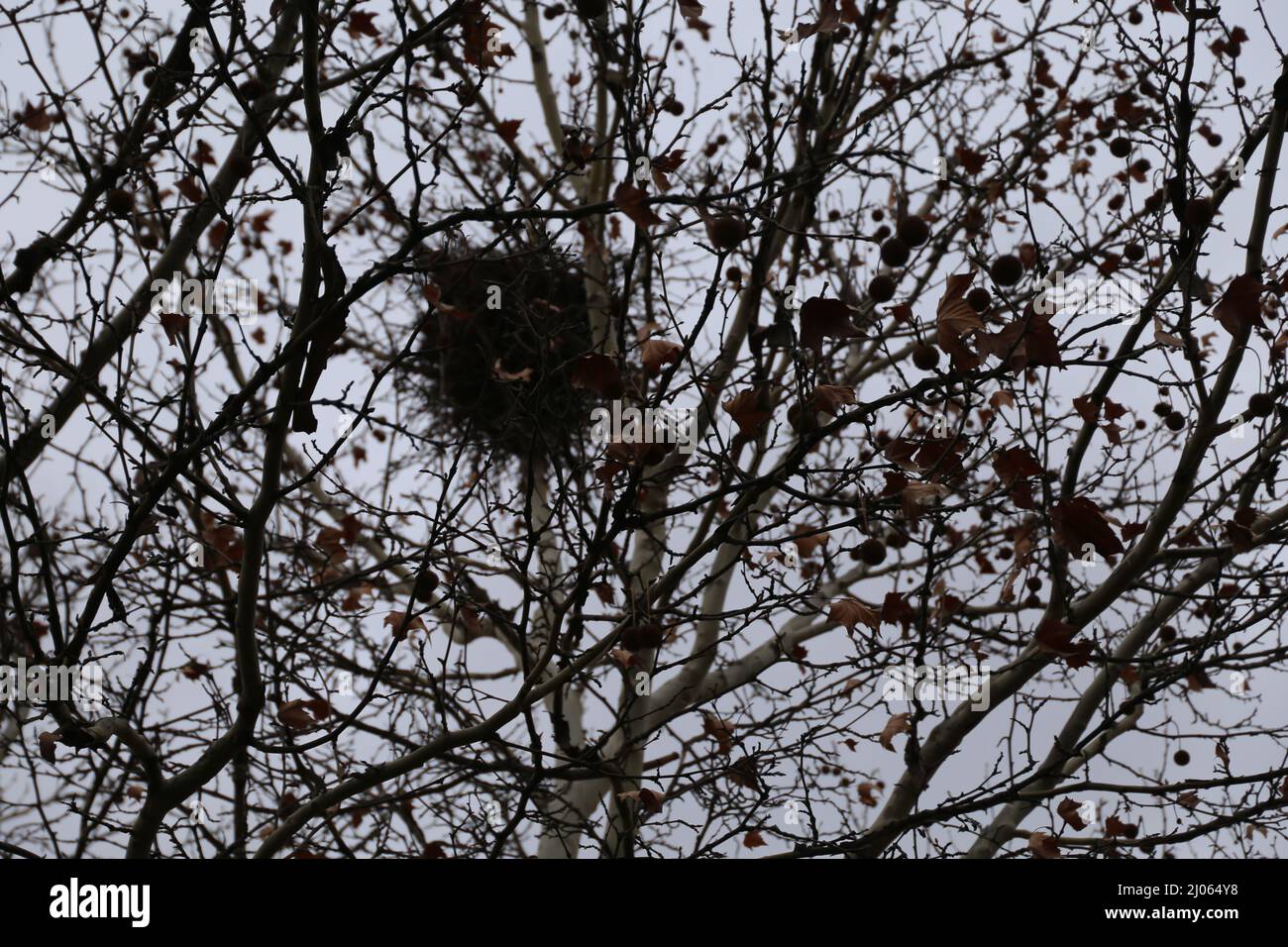 Nature Landscape Park Trees Birds Background Stock Photo - Alamy