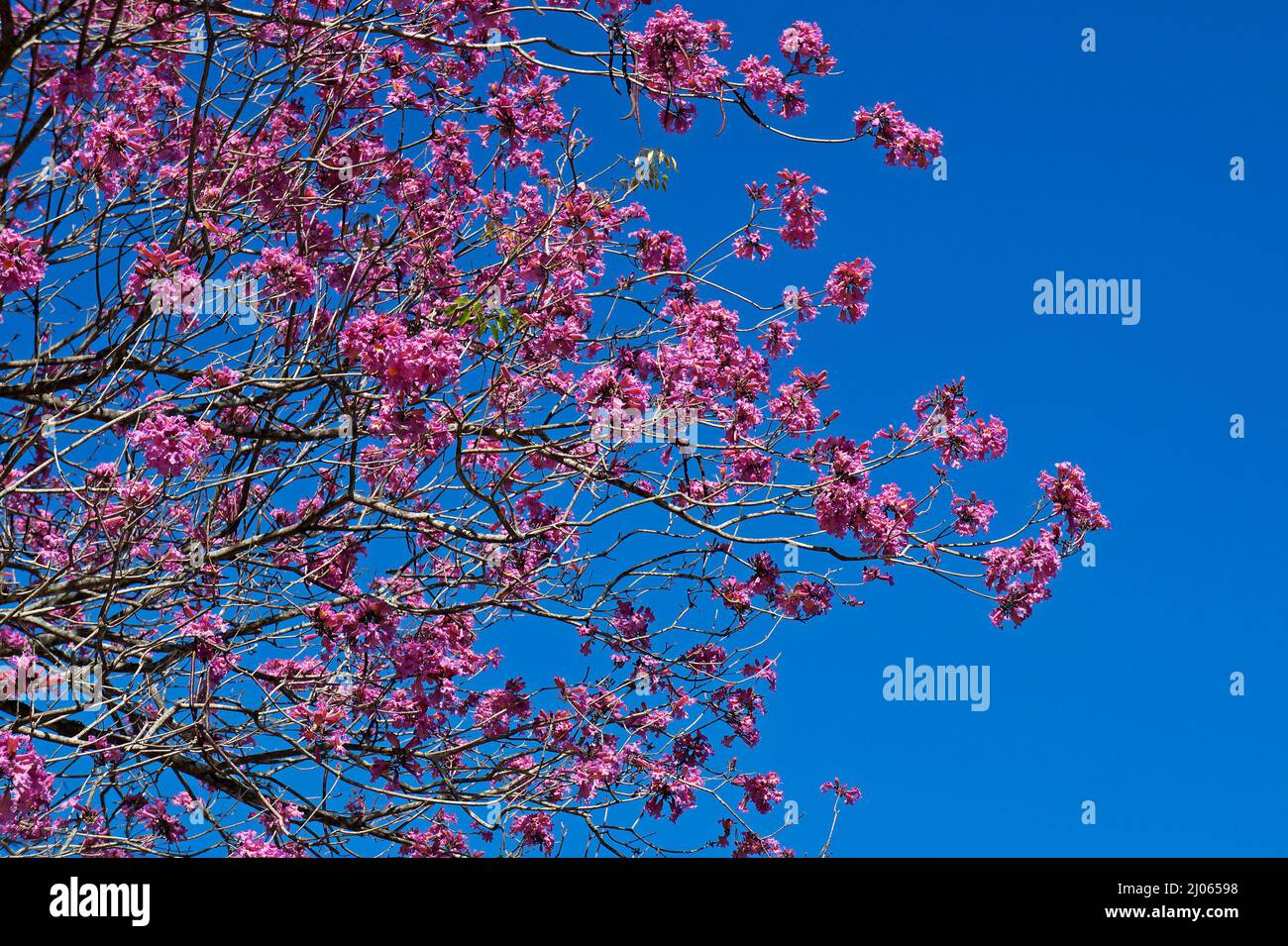 Pink ipe or pink trumpet tree, (Handroanthus impetiginosus Stock Photo ...
