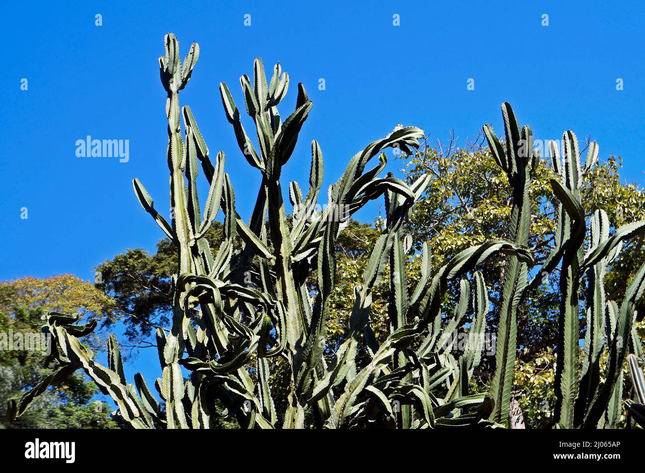 Blue sky cactus hi-res stock photography and images - Alamy