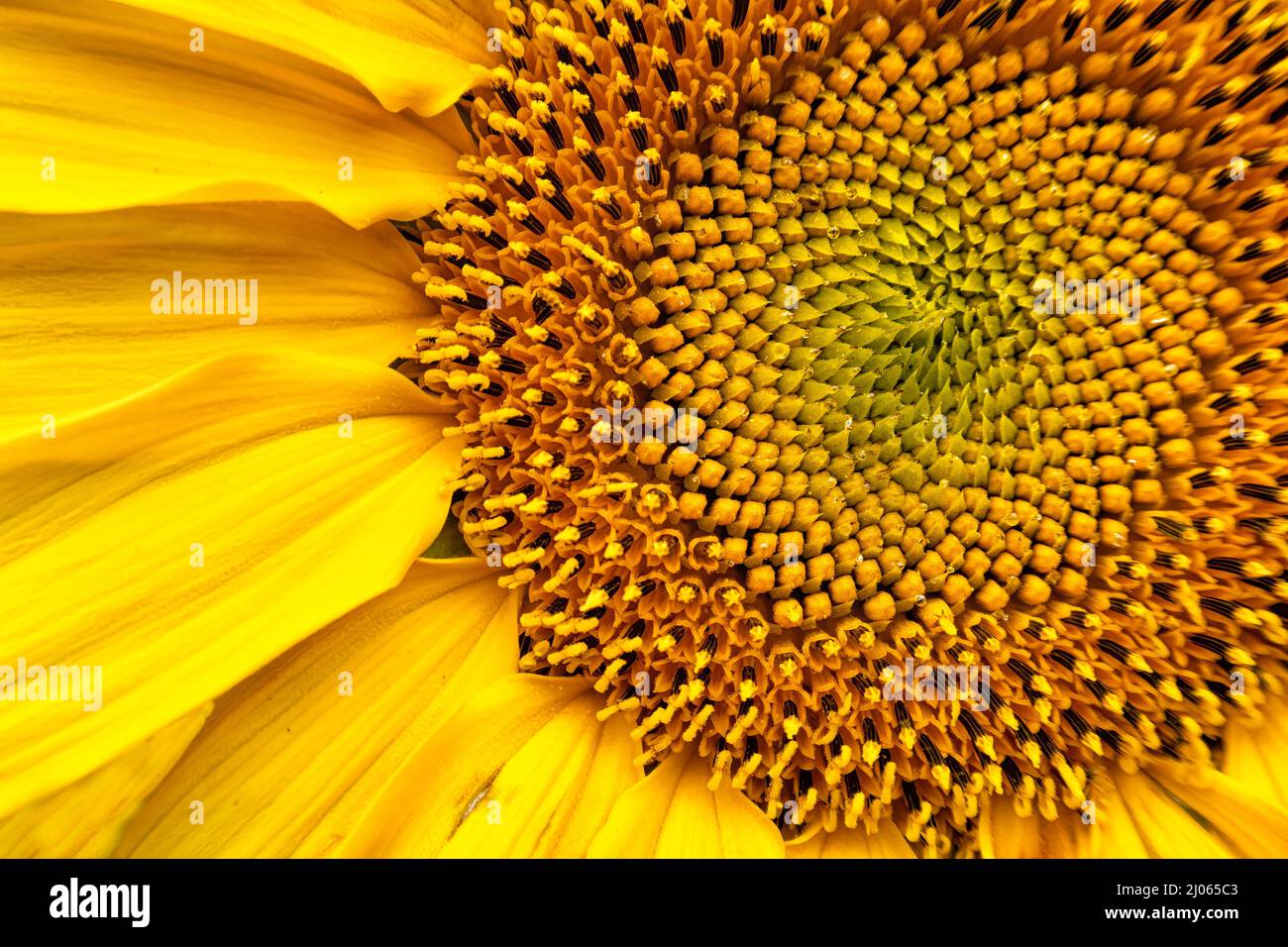 Flower Center Texture