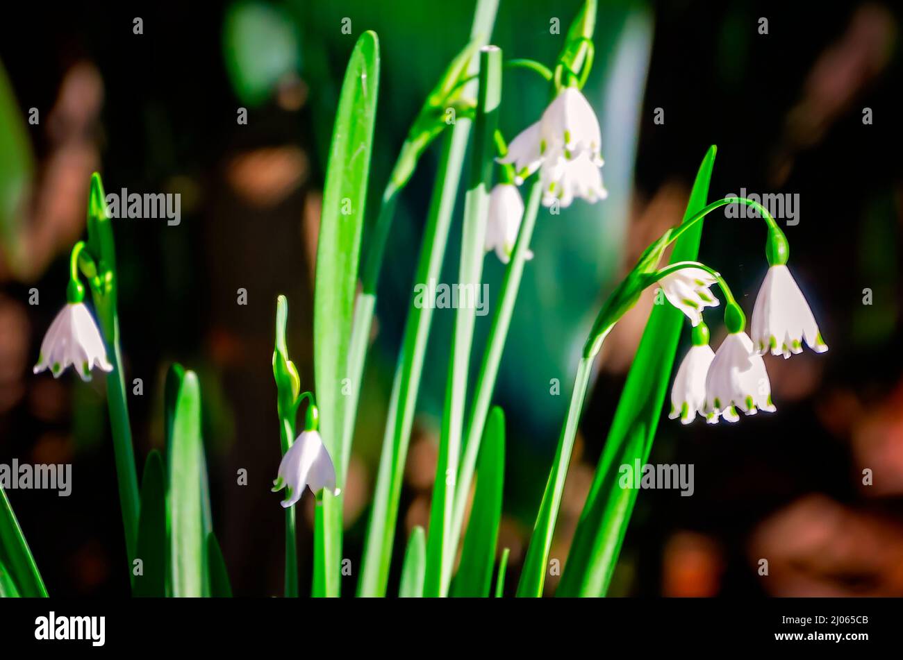 Summer snowflake (Leucojum aestivum) blooms at Bellingrath Gardens ...