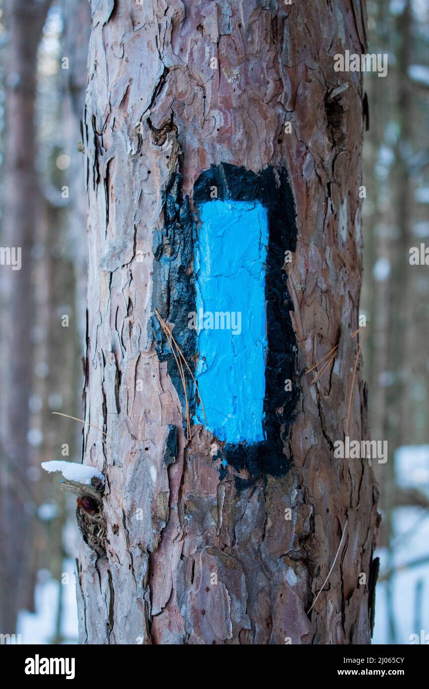 Close up photo of blue and black trail marker on the trunk of a pine ...