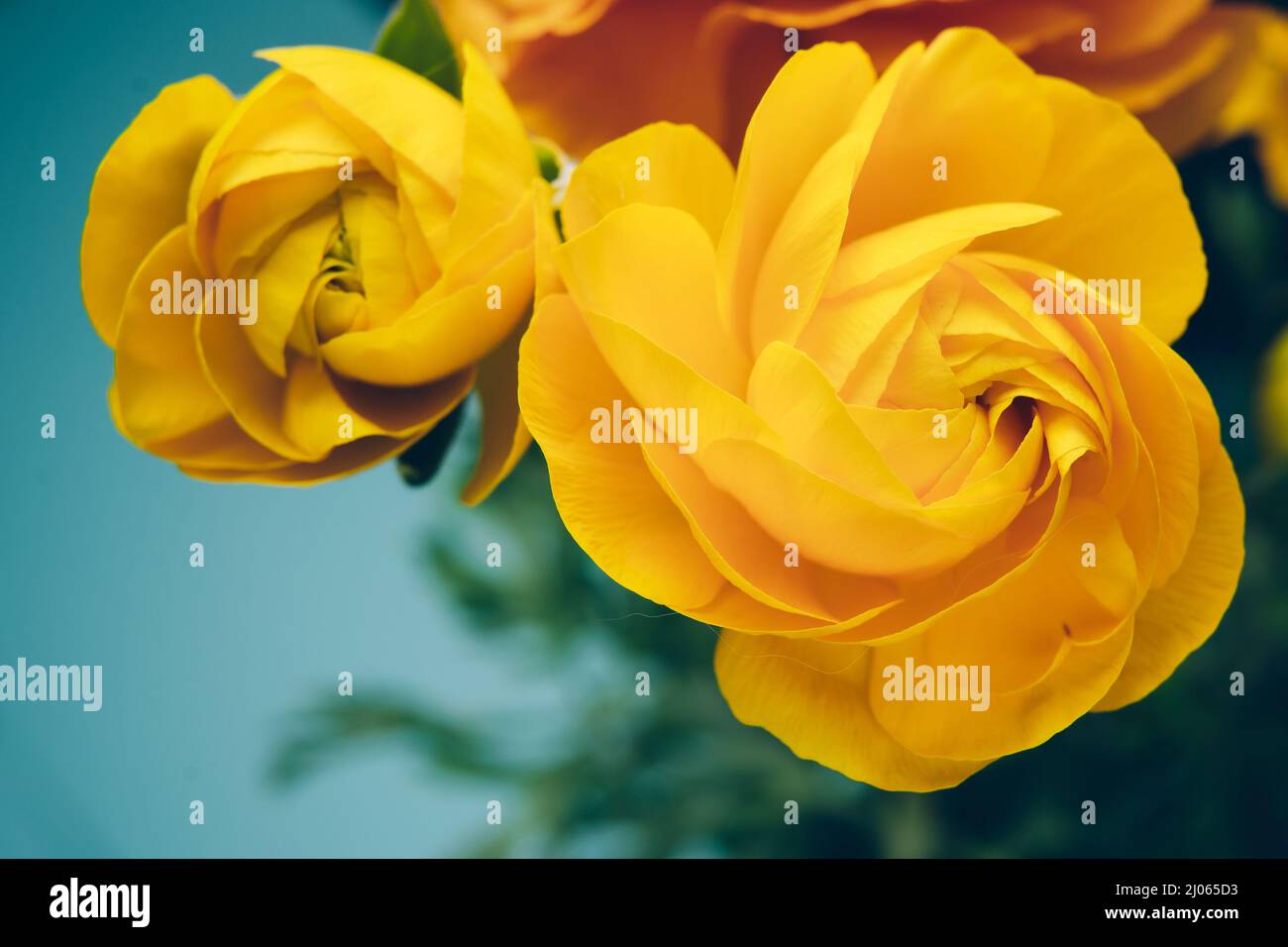 Beautiful time lapse opening yellow hi-res stock photography and images ...