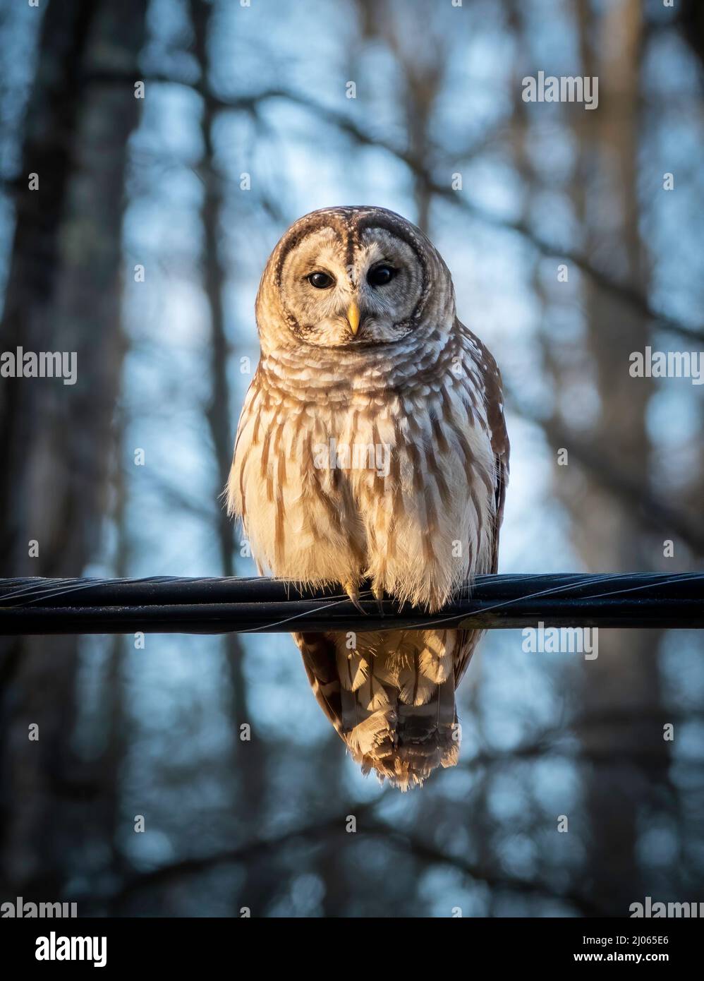 A barred owl sits on an electrical power line near a wooded roadside in ...