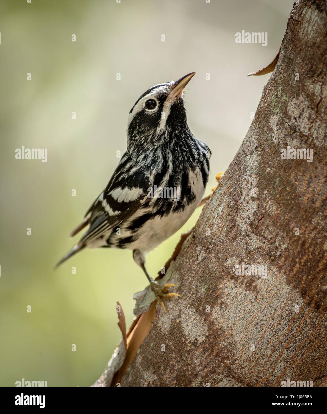 Black and White Warbler perched on the side of a tree limb during ...