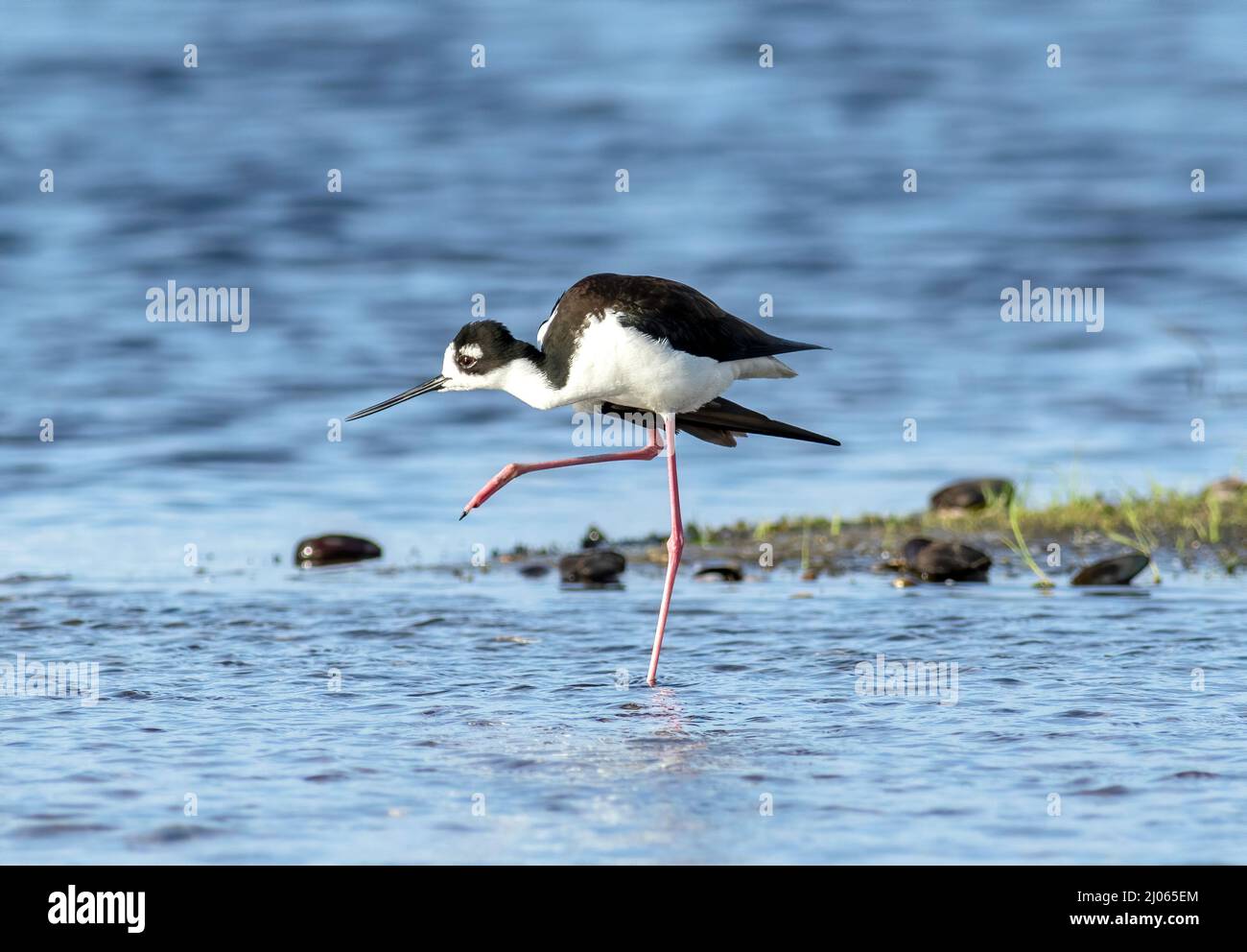 Black-necked stilt birds wading in the water during low tide Stock ...