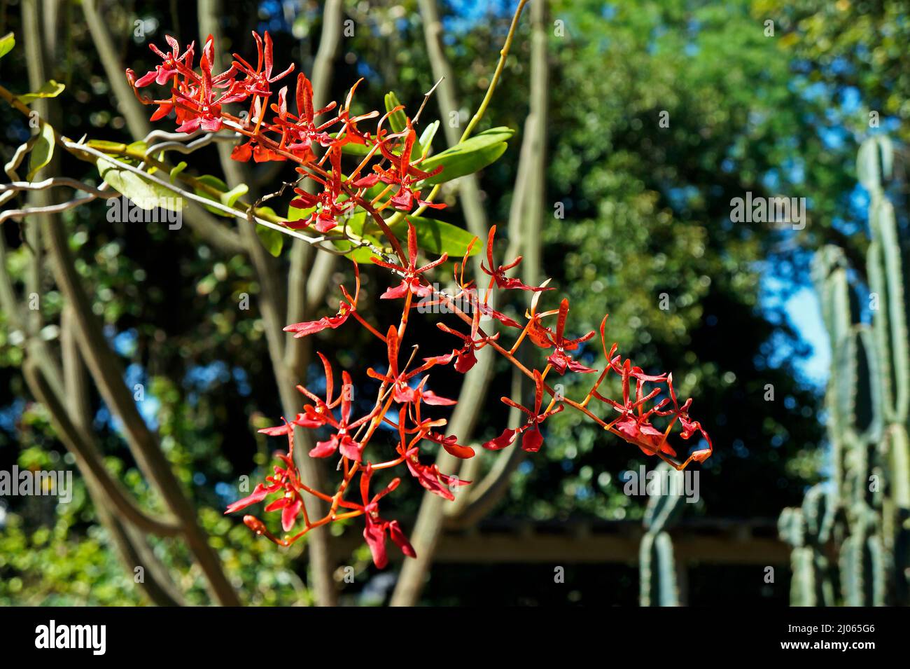 Red orchid (Renanthera coccinea) on garden Stock Photo - Alamy