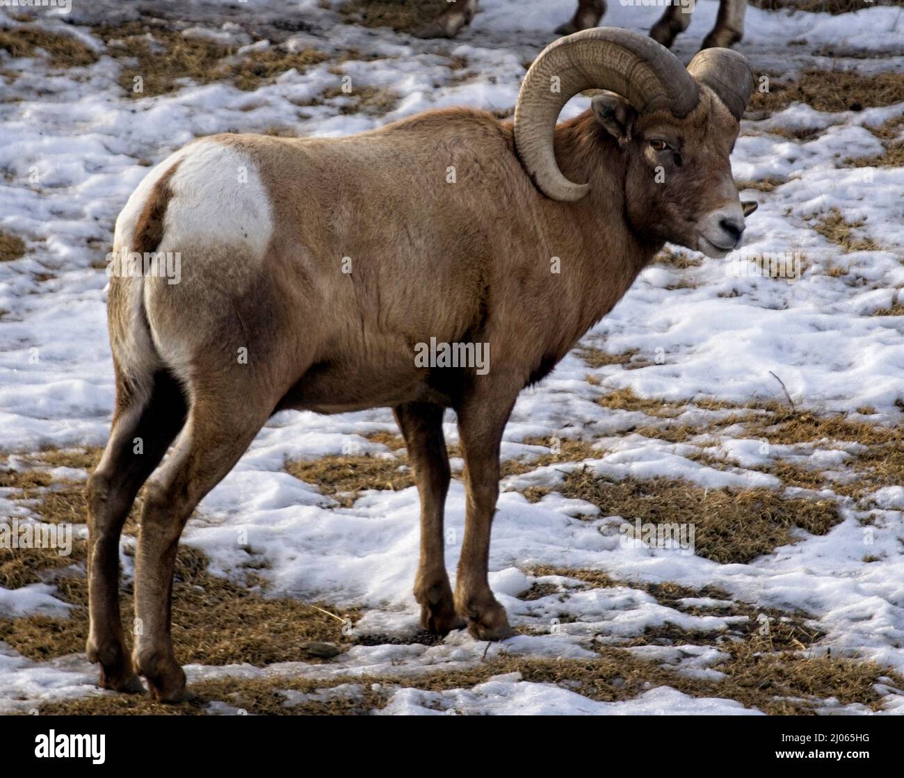 Sheep tail hi-res stock photography and images - Alamy
