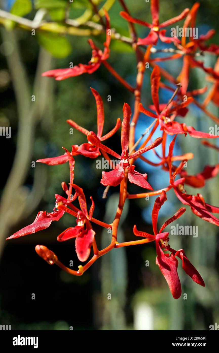 Red orchid (Renanthera coccinea) on garden Stock Photo - Alamy