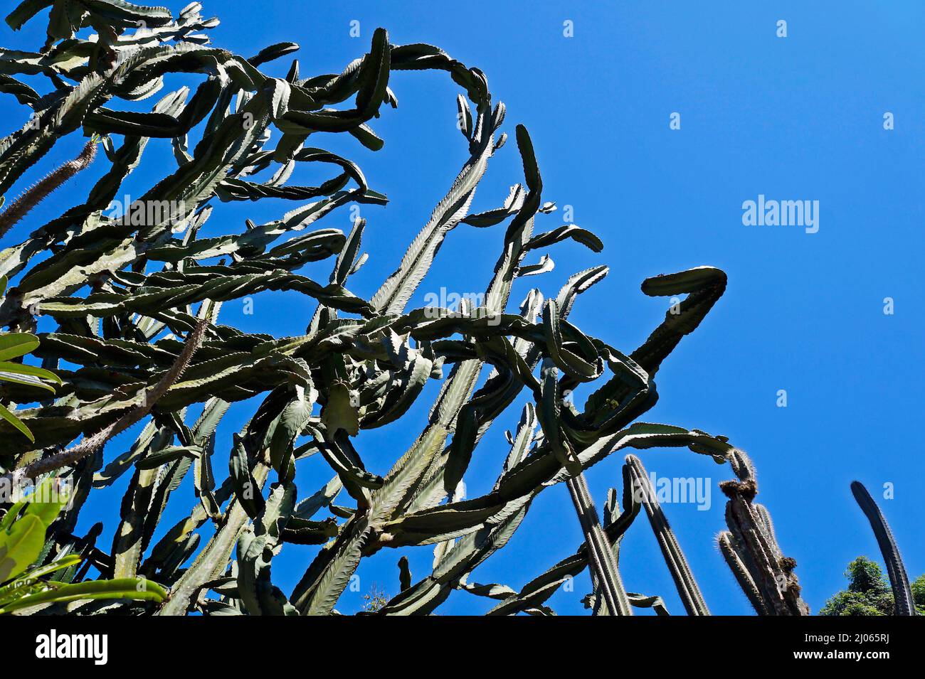 Cacti blue hi-res stock photography and images - Alamy