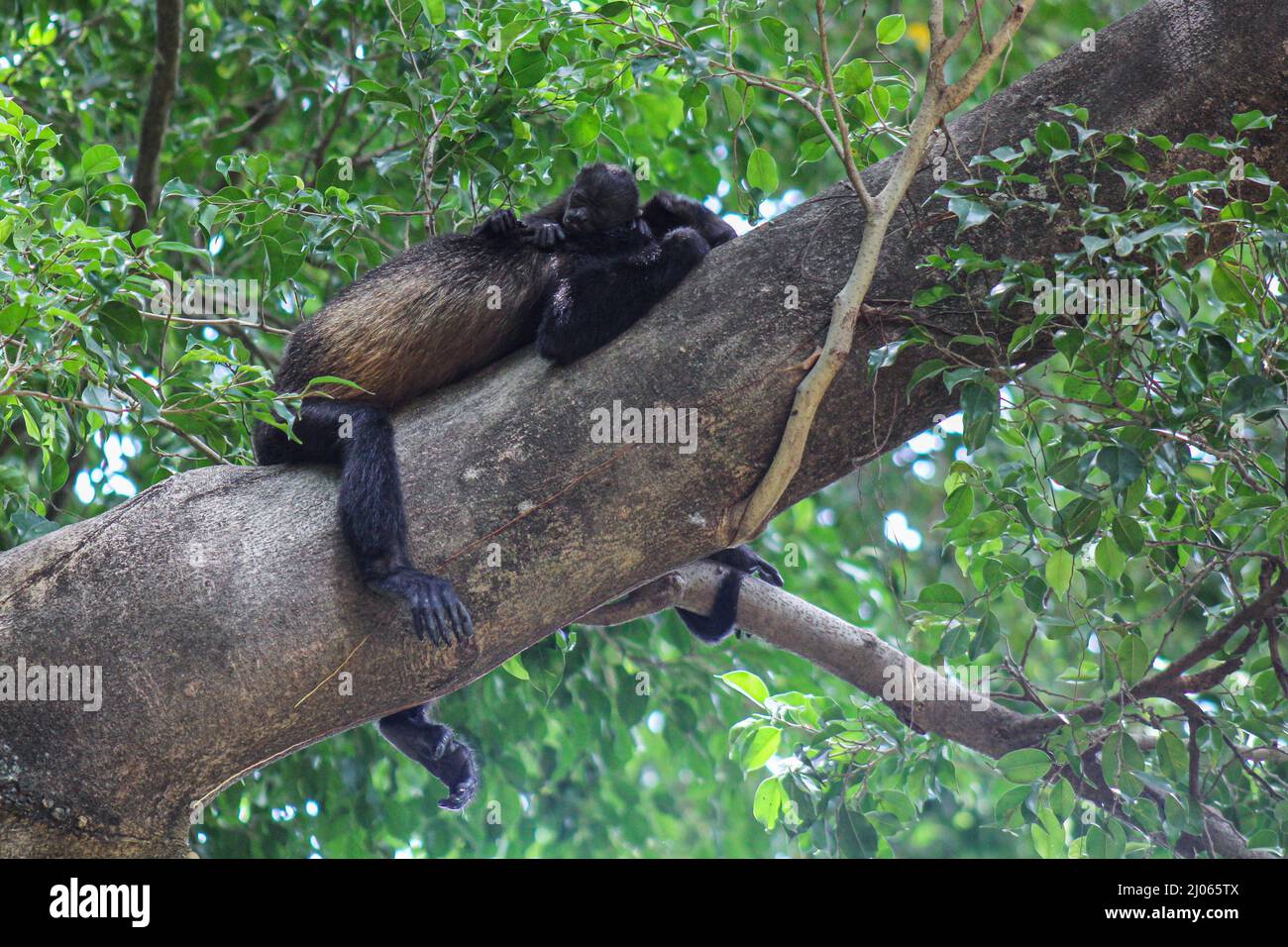 Low angle of a mother and infant primate resting on a tree Stock Photo ...