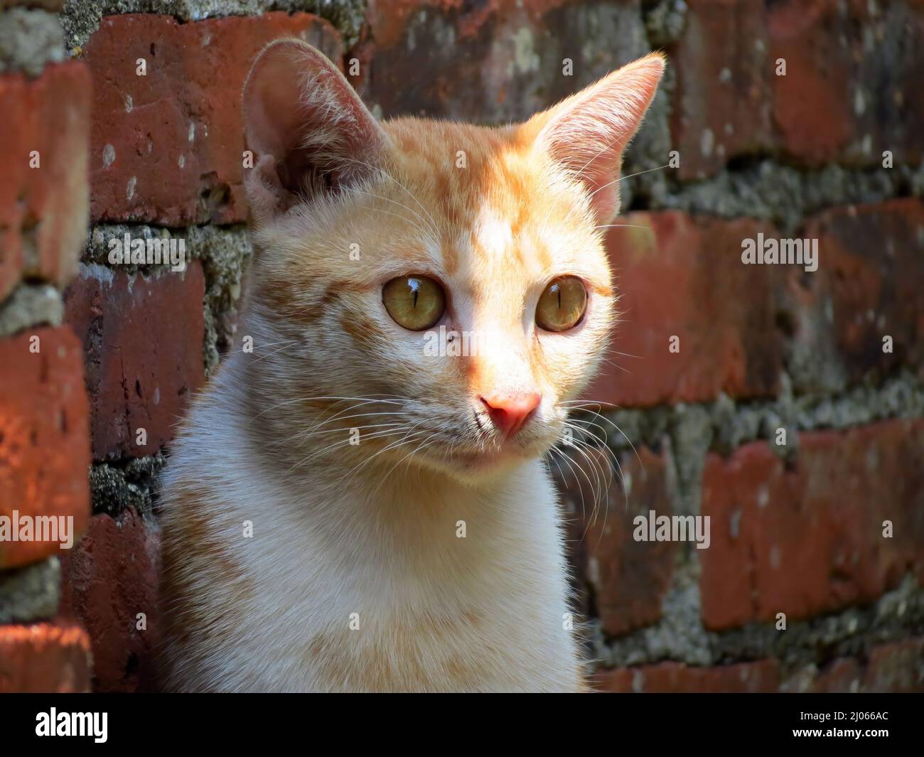 Cute cat in a village in Guangdong, China Stock Photo - Alamy