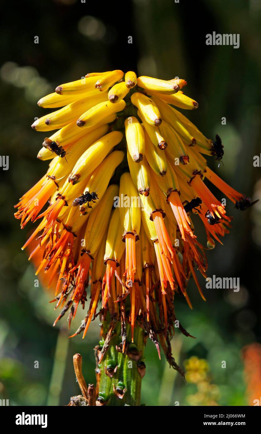 Bee on yellow aloe hi-res stock photography and images - Alamy