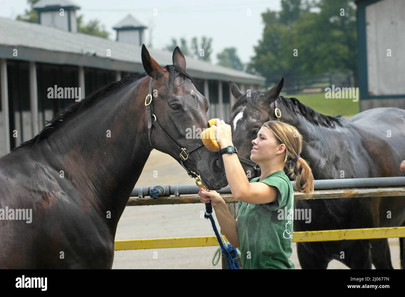 Girl riders and horses at Equestrian event Stock Photo - Alamy