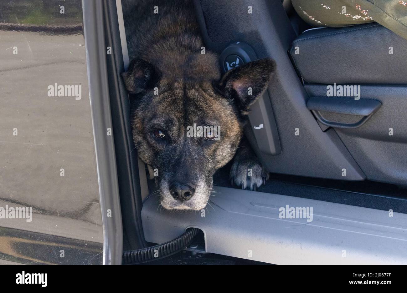 large brindle dog sitting in car with head out door Stock Photo - Alamy