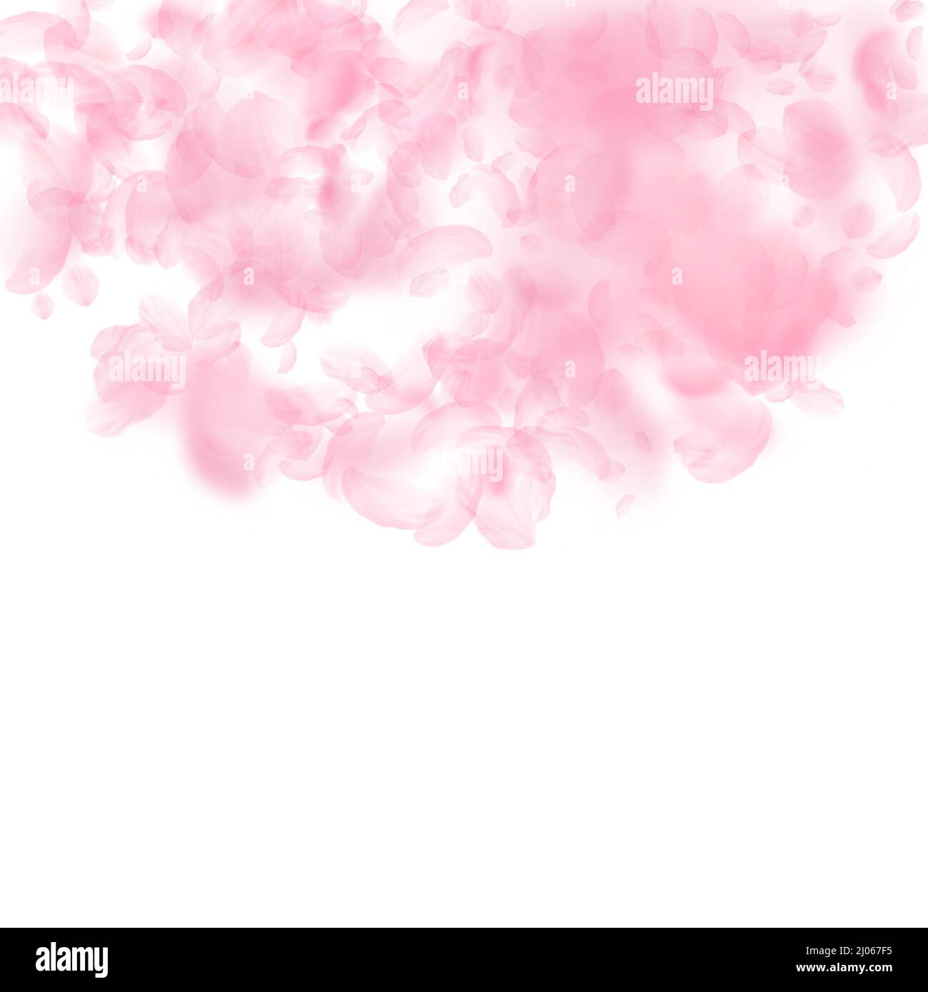 Sakura petals falling down. Romantic pink flowers semicircle. Flying ...