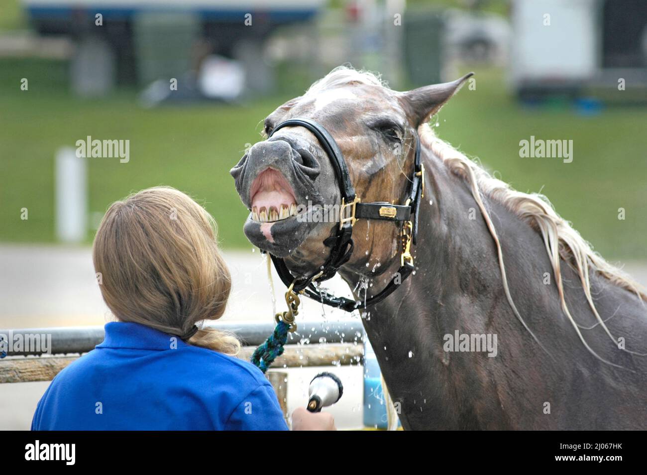Girl riders and horses at Equestrian event Stock Photo - Alamy