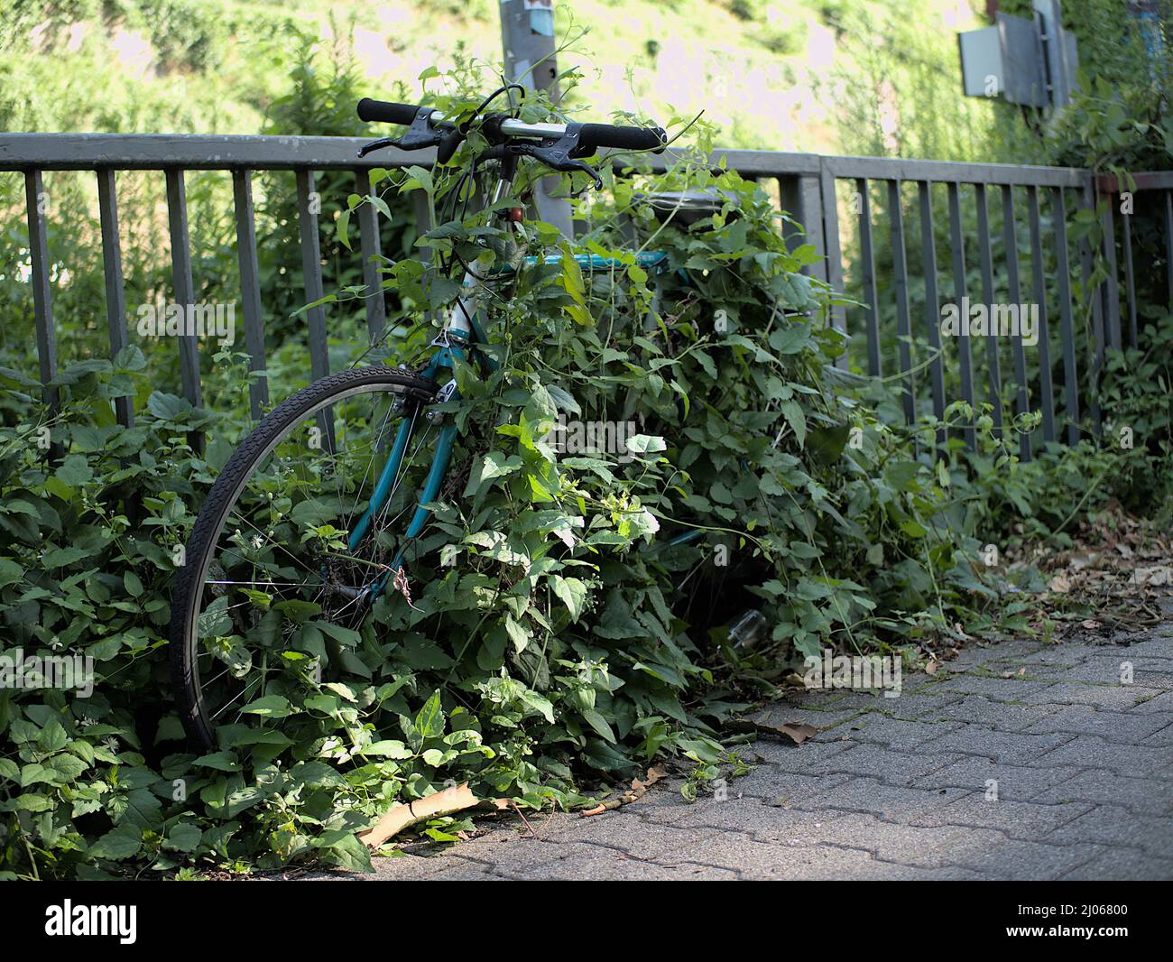 Bike in the bush Stock Photo - Alamy