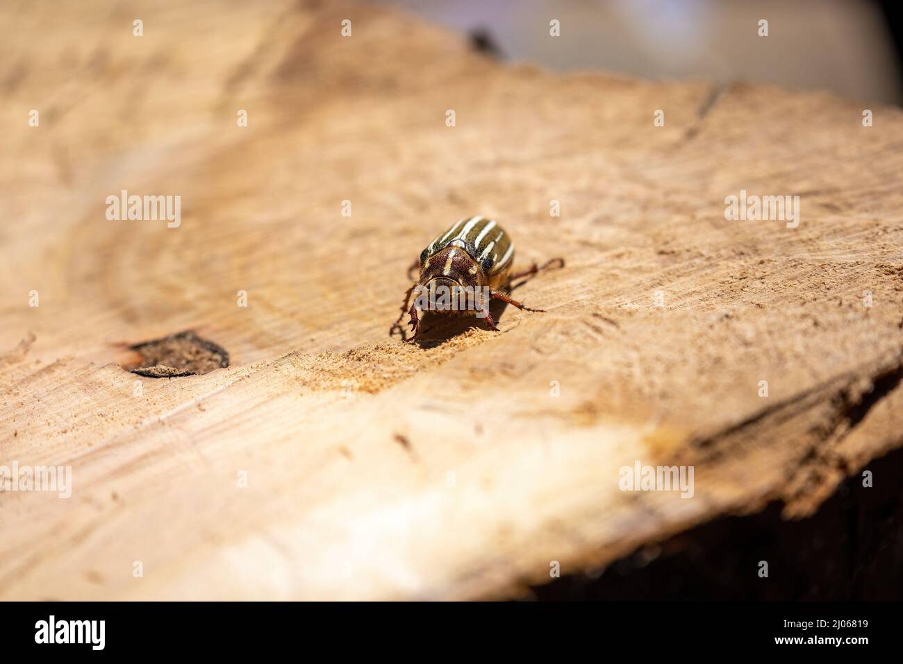 10 lined june beetle crawling on large stump Stock Photo - Alamy