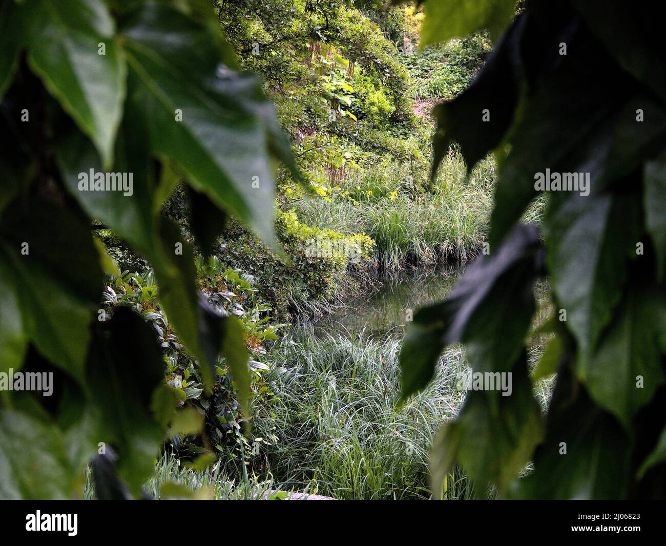 The hidden forest hi-res stock photography and images - Alamy