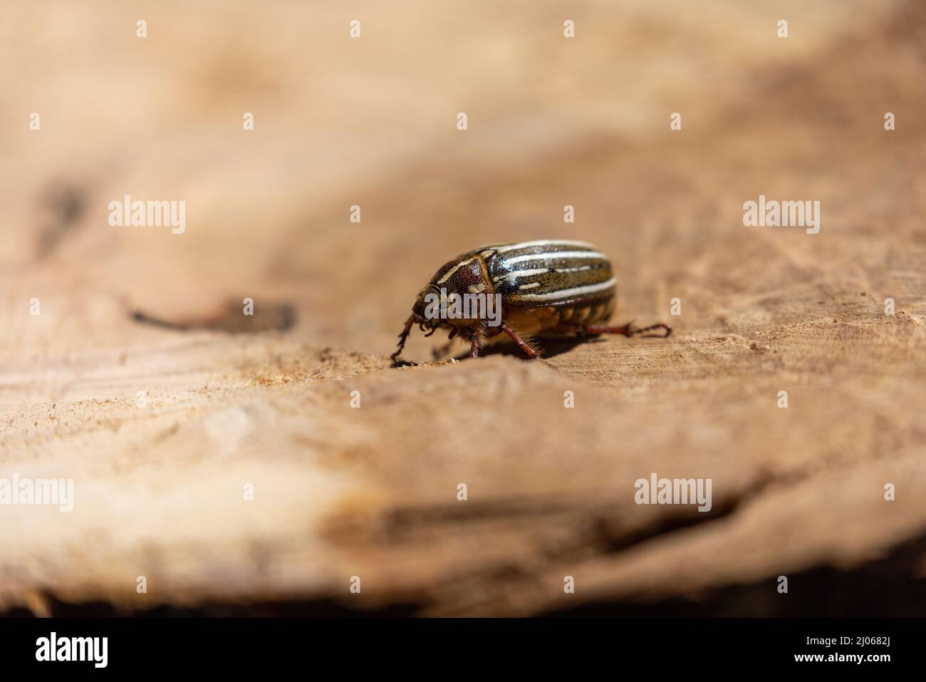 Distinctive beetle species hi-res stock photography and images - Alamy