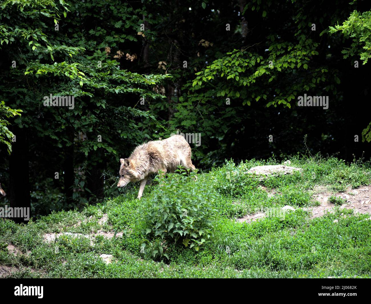 Lonely wolf hi-res stock photography and images - Alamy