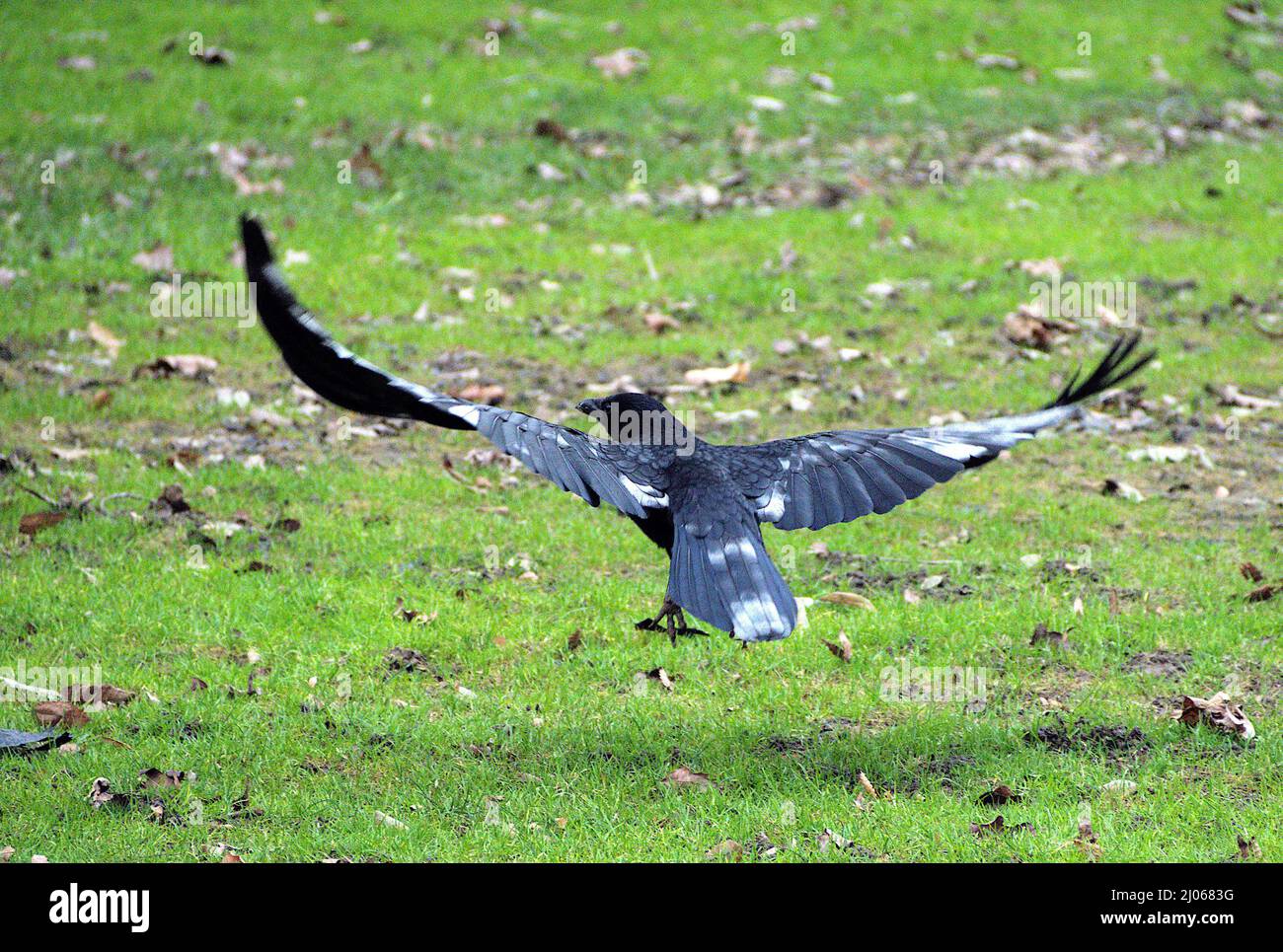 crows in flight Stock Photo - Alamy