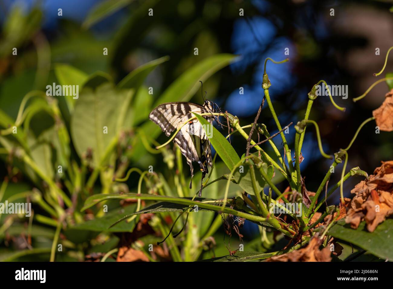 rhododendron with perched common yellow swallowtail butterfly Stock Photo - Alamy