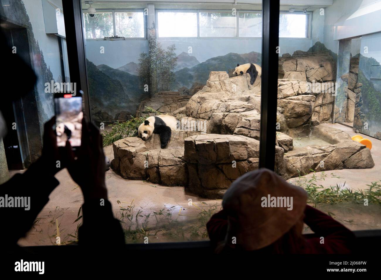 Washington, USA. 16th Mar, 2022. Tourists take photos of giant pandas ...