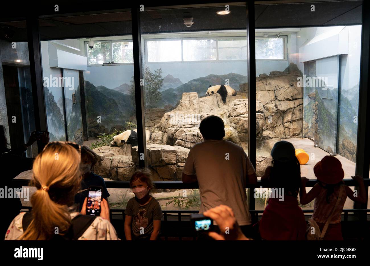 Washington, USA. 16th Mar, 2022. Tourists take photos of giant pandas ...