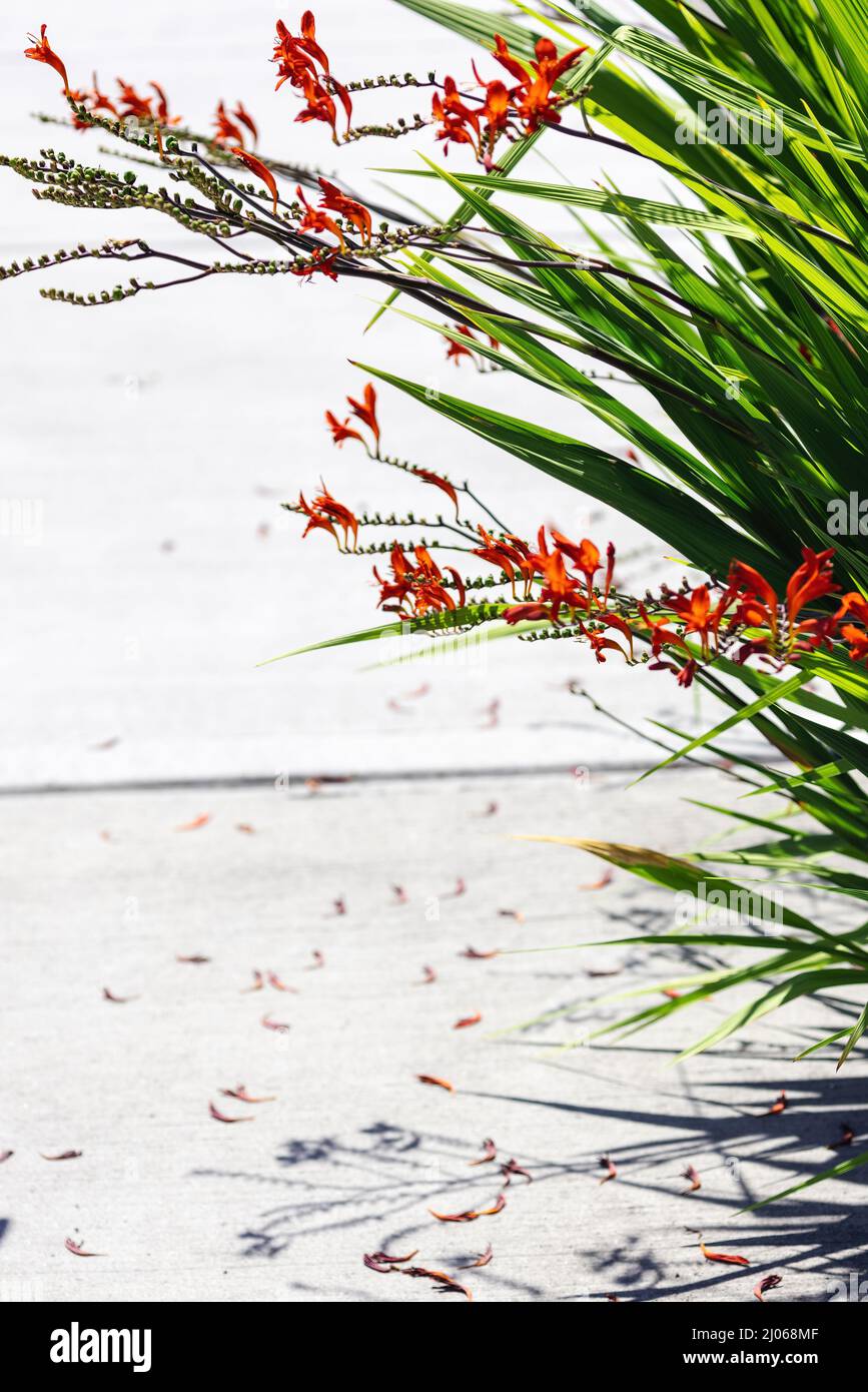 small orange red lily summer bulb bloom Stock Photo - Alamy