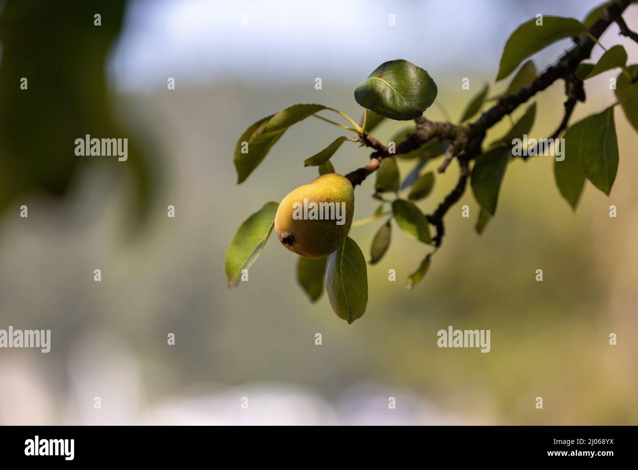 small green pear growing on summer branch Stock Photo - Alamy