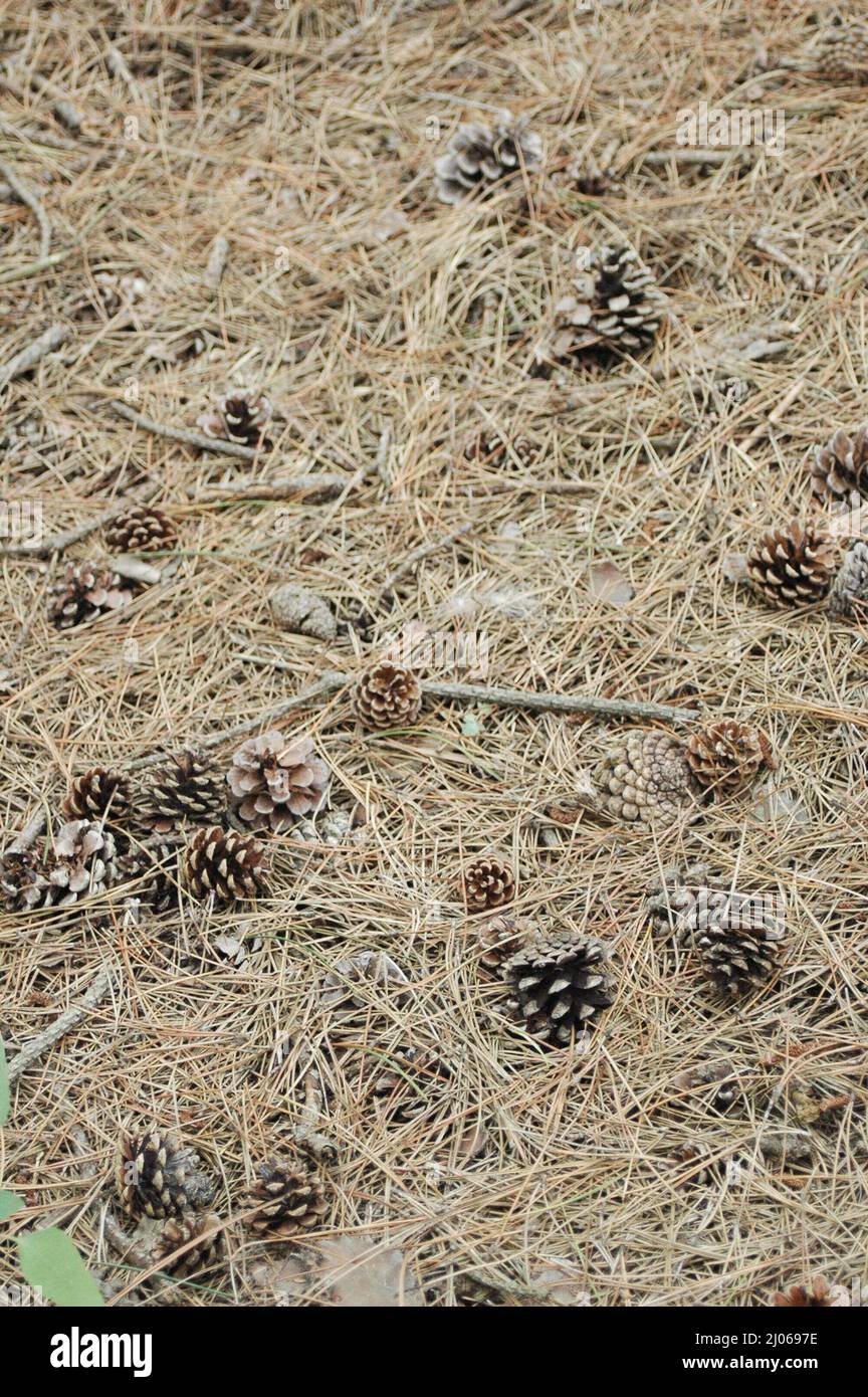 Dry pine needles covered hi-res stock photography and images - Alamy