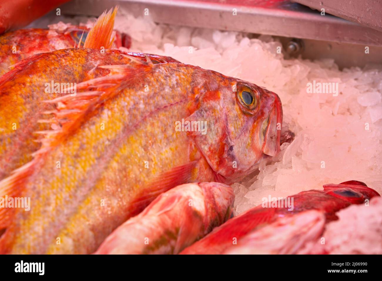 Yelloweye Rockfish Fillet
