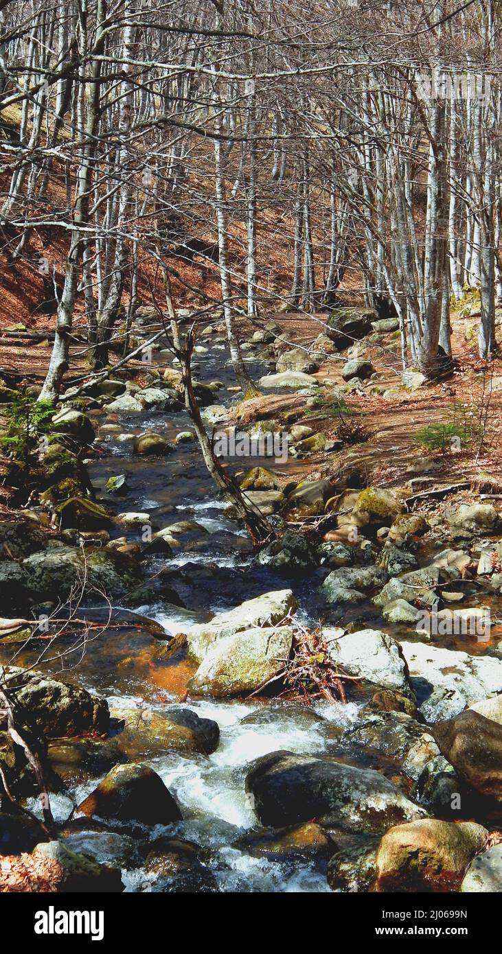 Rocky Stream Along Forest Path Stock Photo - Alamy