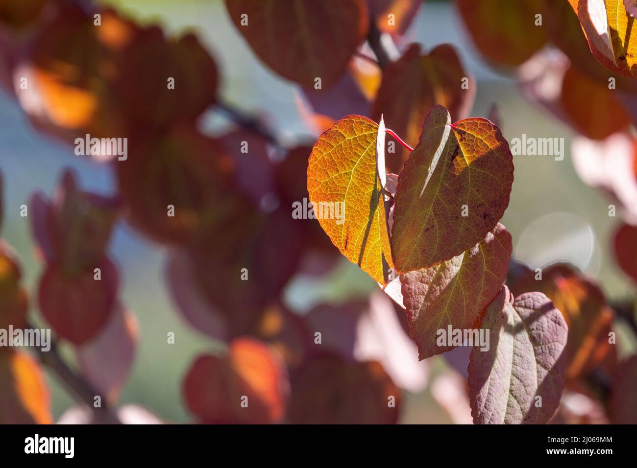 small round fall leaves red showing change of season Stock Photo - Alamy