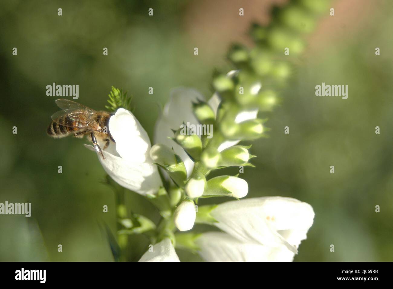 Bee Inside a White Flower Stock Photo - Alamy