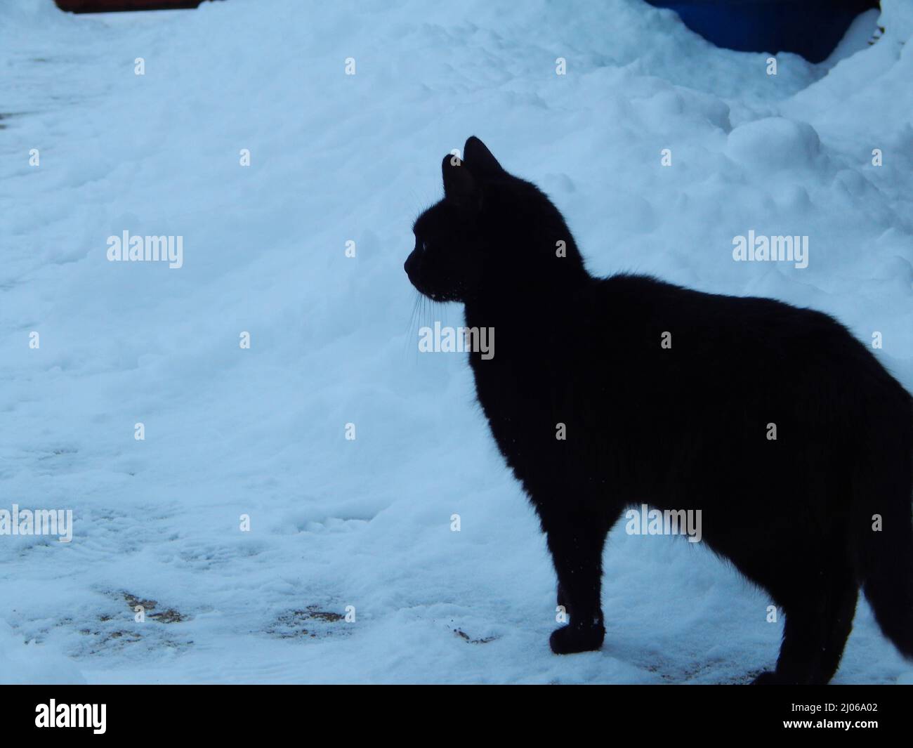 Black Cat on Snowy Path Stock Photo - Alamy