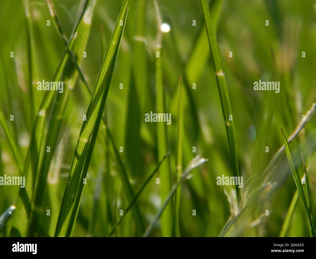Grass in lawn hi-res stock photography and images - Alamy
