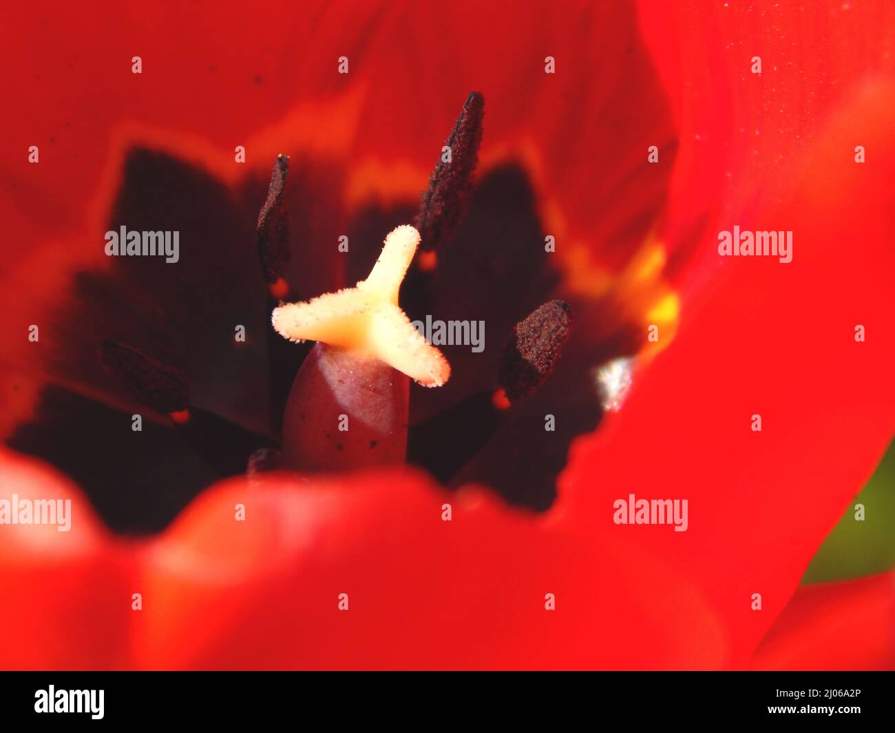 Center of Tulip Flower Closeup Stock Photo - Alamy