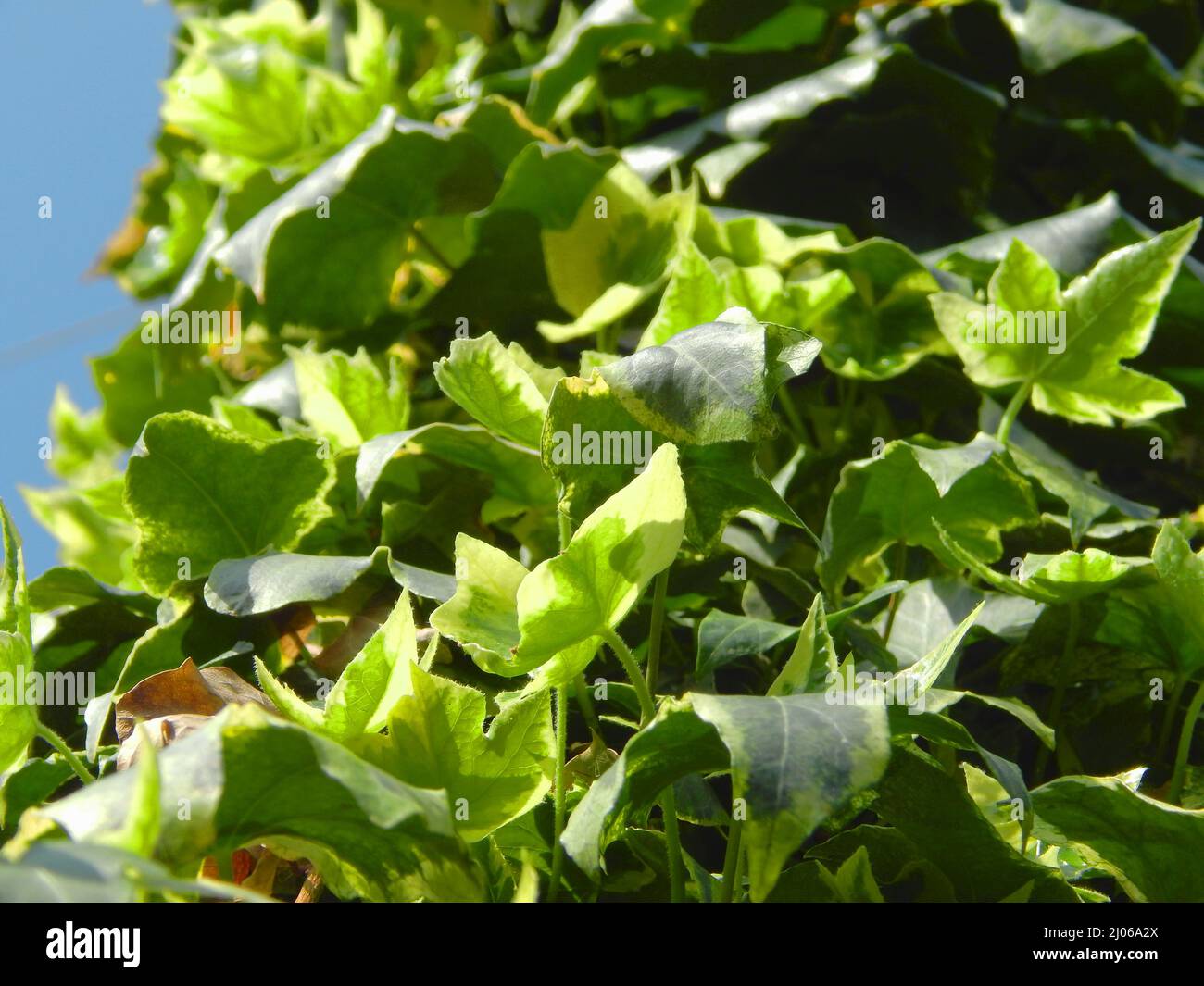 Vines on a tree hi-res stock photography and images - Alamy