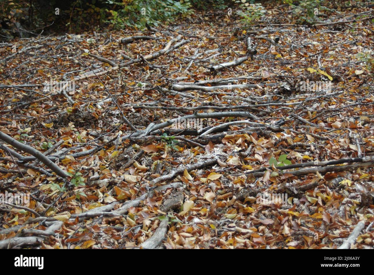 Branches and Sticks in Leaves Stock Photo - Alamy