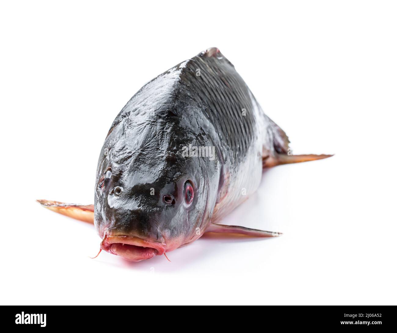Freshwater common carp fish isolated on white Stock Photo - Alamy
