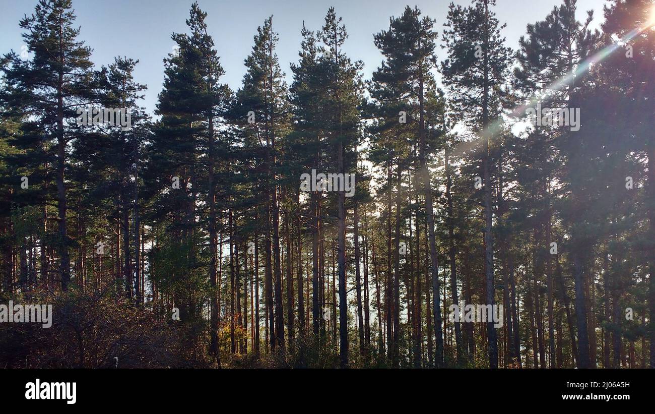 Tall evergreens hi-res stock photography and images - Alamy