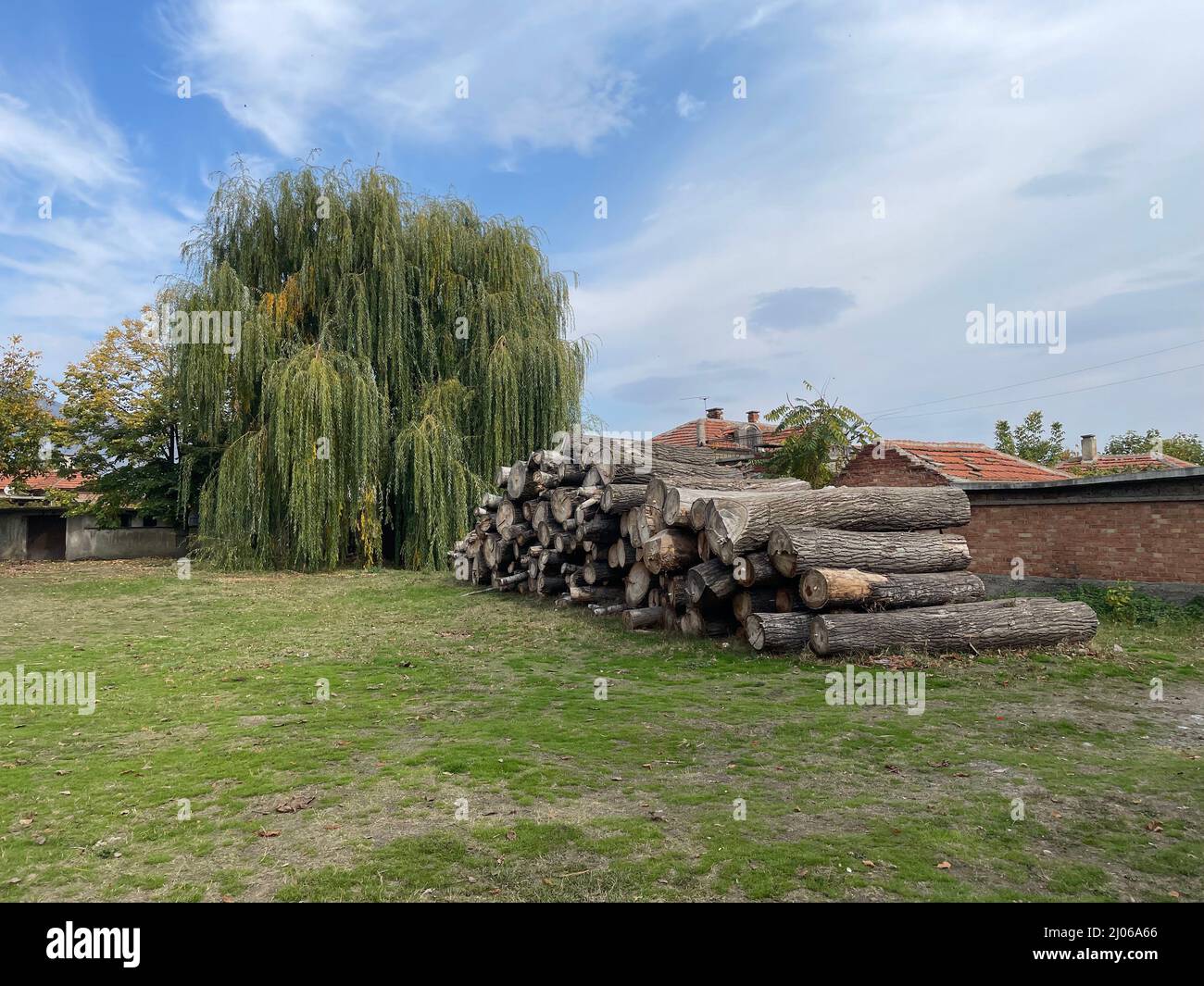 Large Tree Trunks by Weeping Willow Stock Photo - Alamy