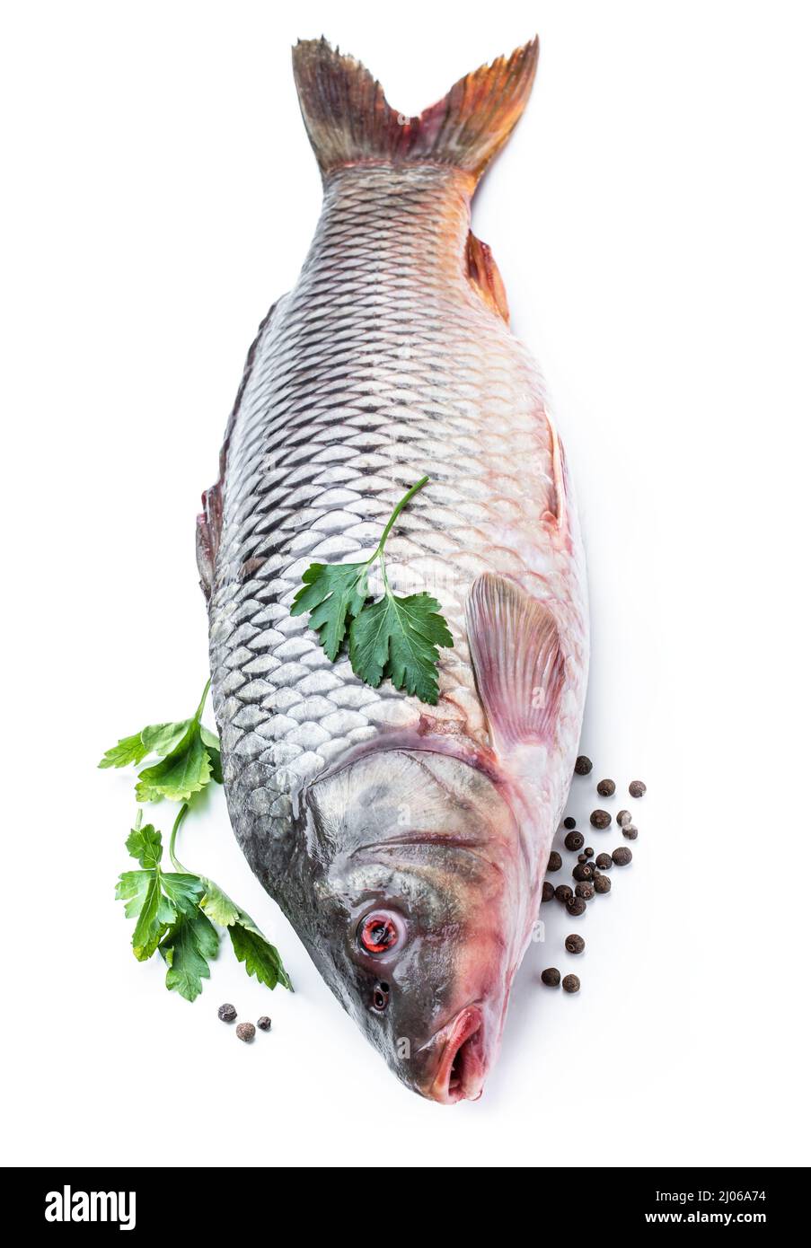 Common carp Cut Out Stock Images & Pictures - Alamy