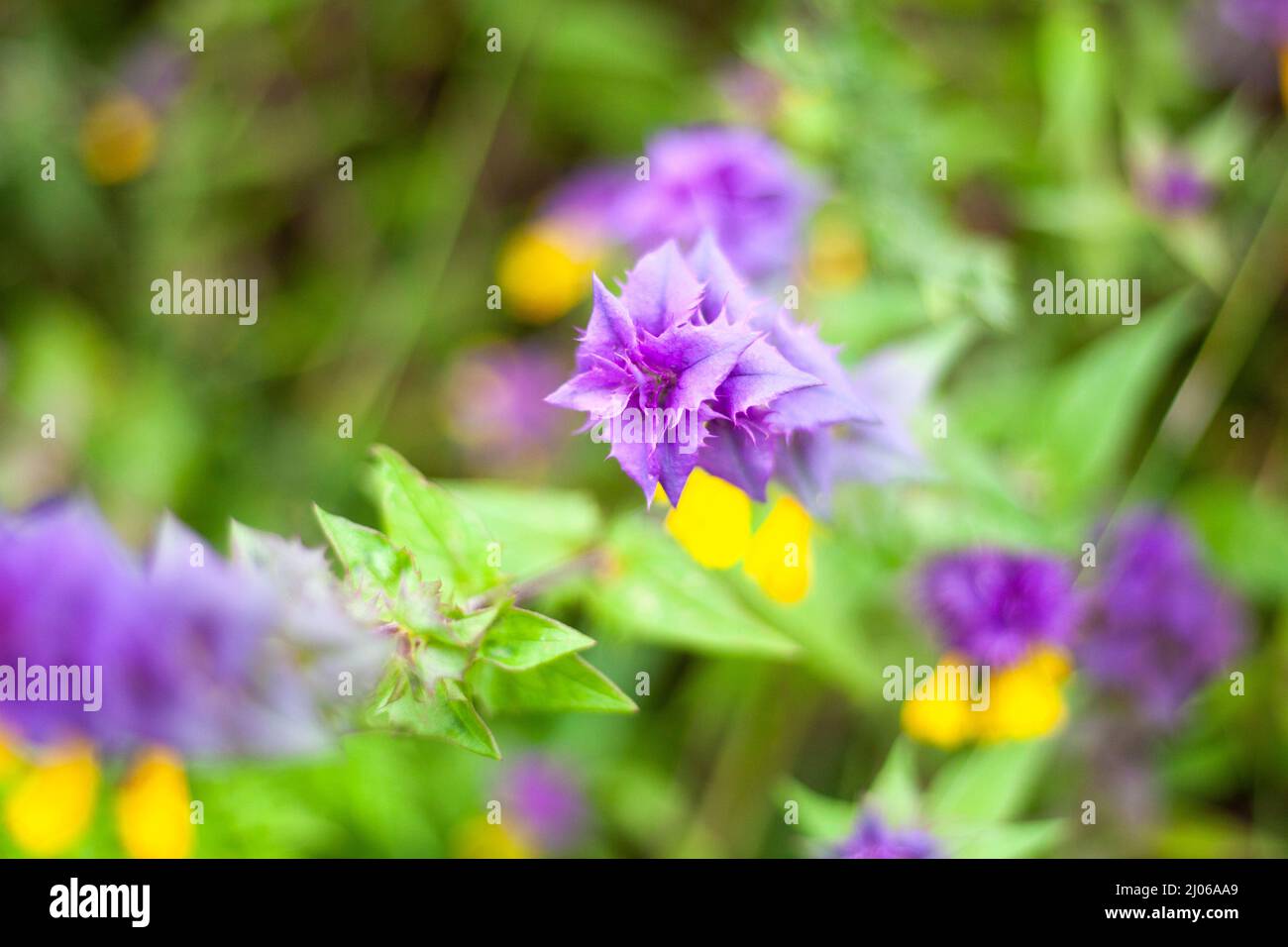 Violet flowers. Bright flowers in the garden. Wildflowers with purple ...