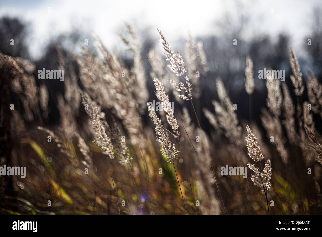Calm shades hi-res stock photography and images - Alamy