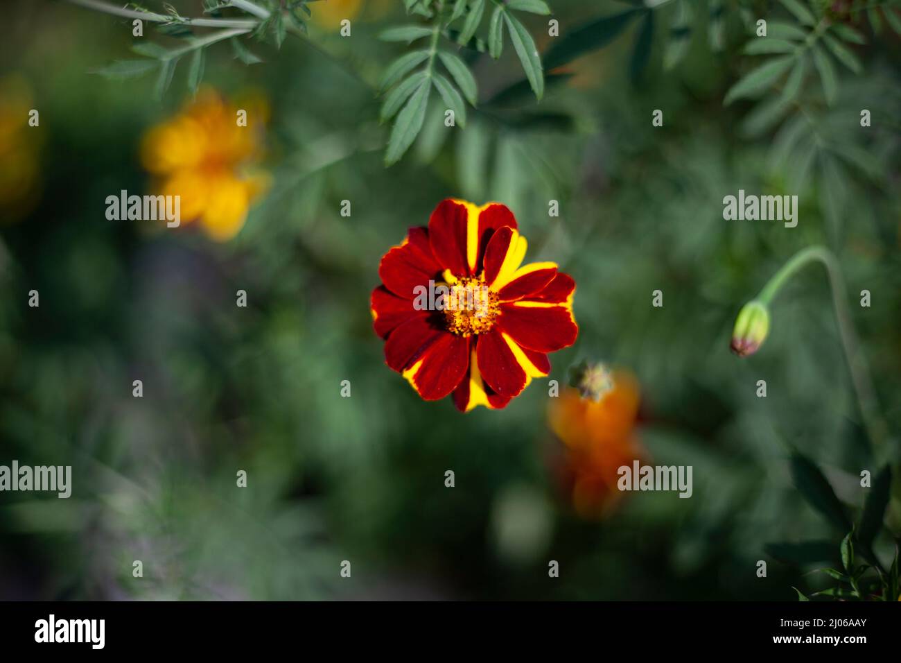 Orange flowers. Bright flowers in the garden Wildflowers with a orange ...